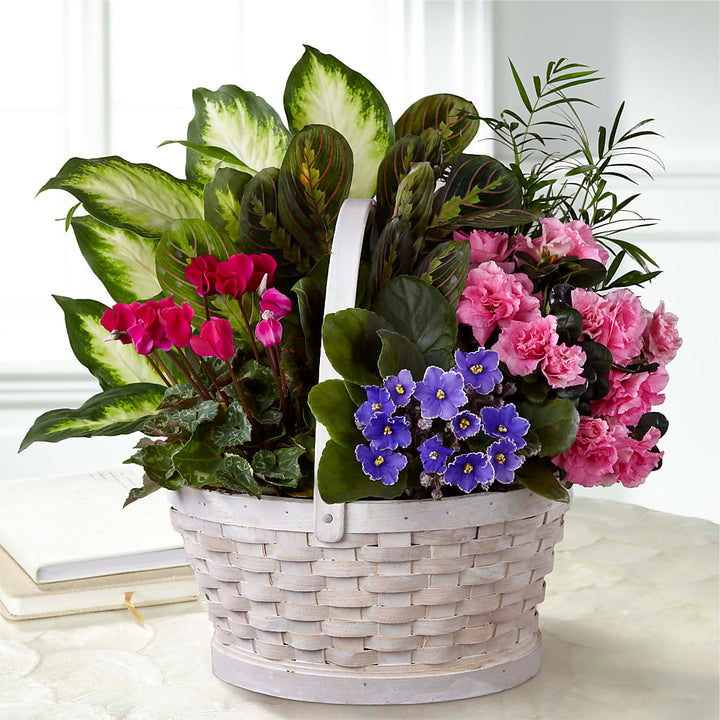 Sympathy flowers and plants for the home by Kroger–Kroger